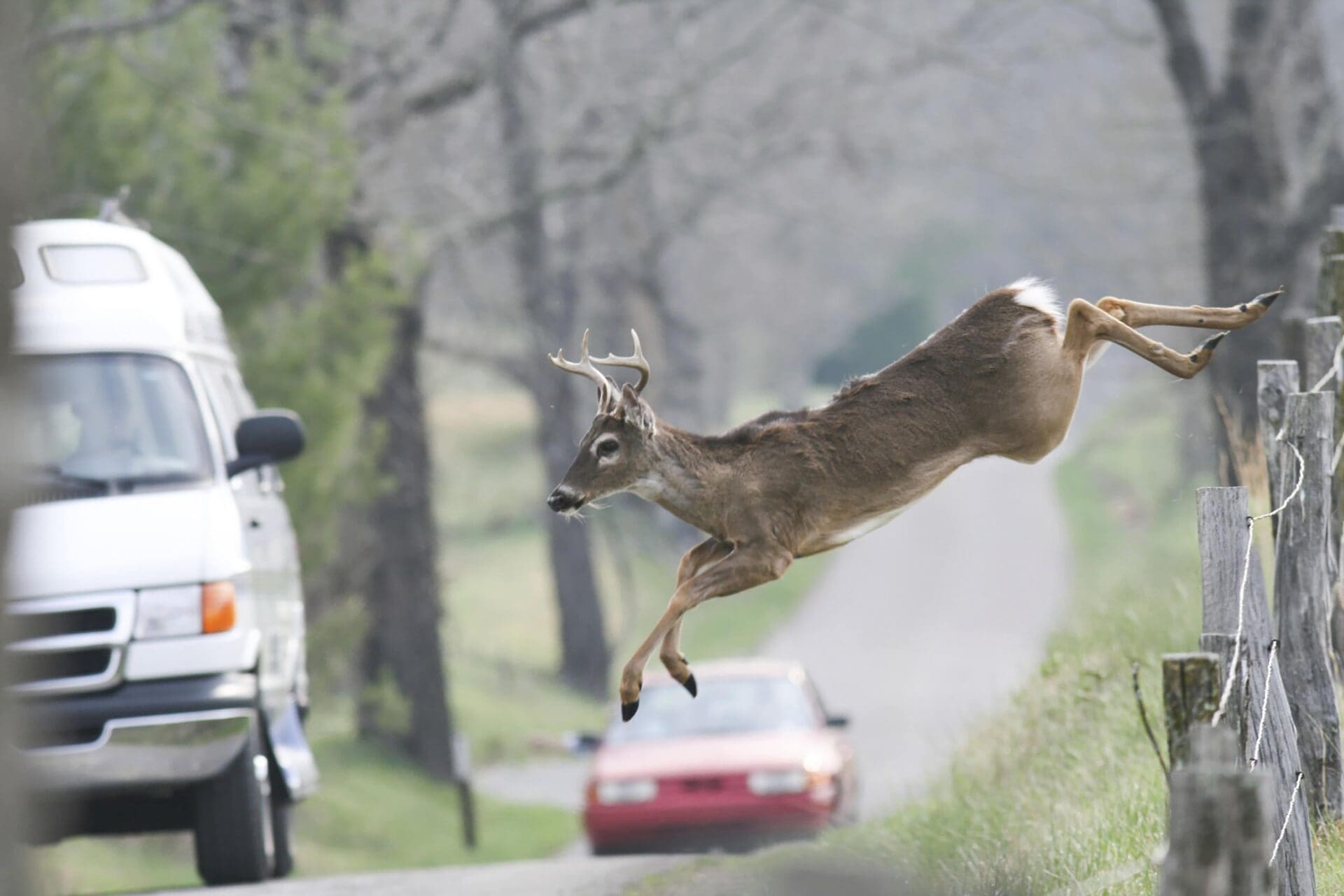 What to Do When You Hit a Deer With Your Car in Georgia